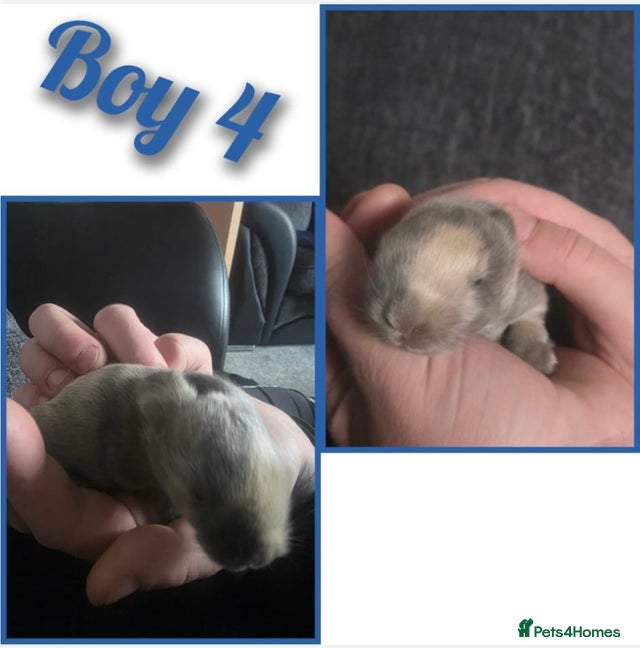 Gorgeous litter of mini lops RTR for sale in Sheffield | Pets4Homes