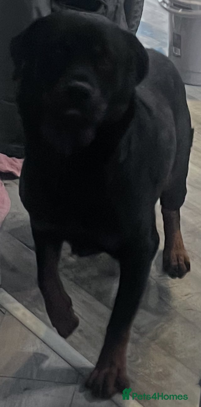 Rottweiler puppies for sale in Bilston | Pets4Homes