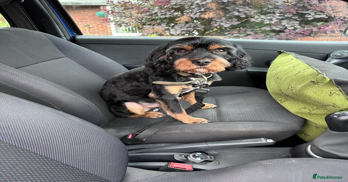 Mr Pickle-F1 Cavapoo for stud in Mansfield | Pets4Homes