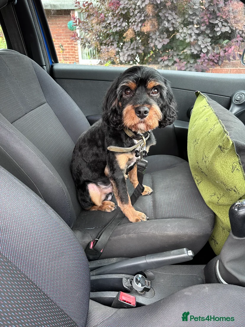 Mr Pickle-F1 Cavapoo for stud in Mansfield | Pets4Homes