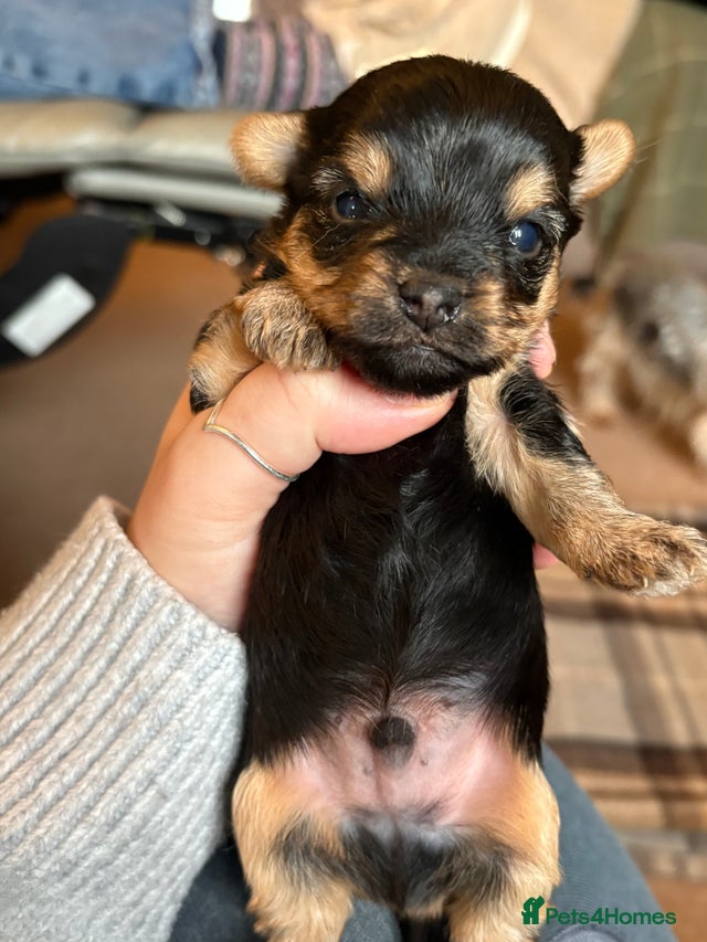 Miniature Yorkshire terrier puppies for sale for sale in Pershore ...