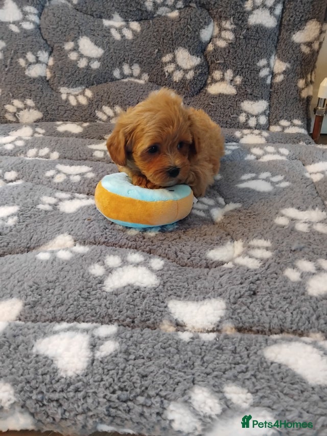 Maltipoo puppies for sale in Doncaster | Pets4Homes