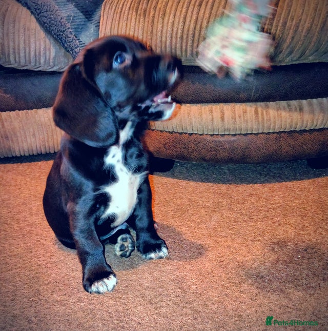 Last Bocker male pup left for sale in Barnoldswick | Pets4Homes