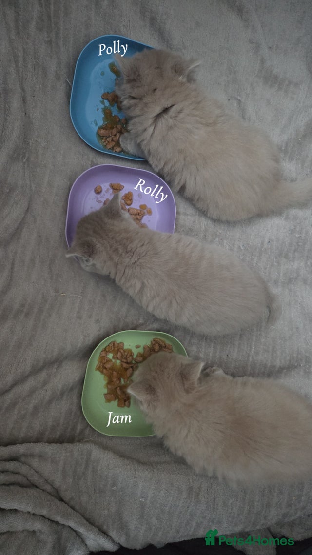 British Shorthair Kitten for sale in Manchester | Pets4Homes