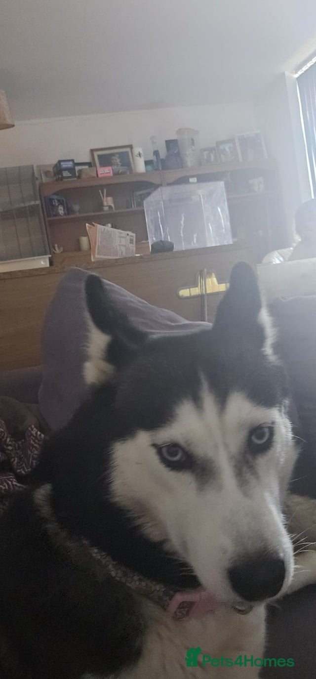 Luna The Husky for sale in Cradley Heath | Pets4Homes