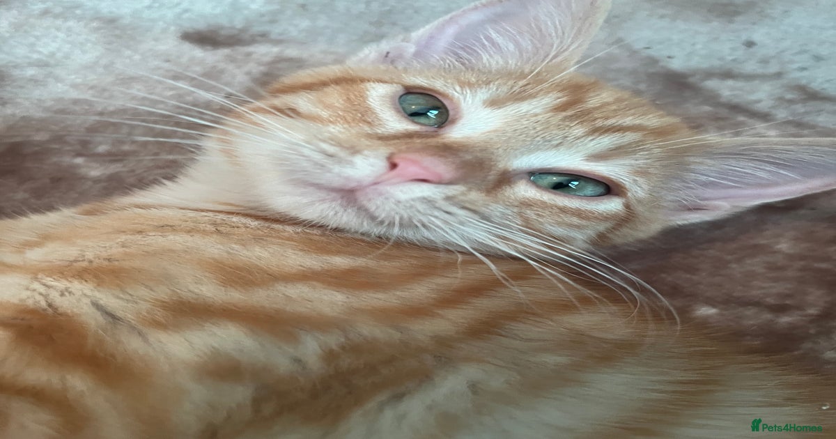Ginger male kitten for sale in Birmingham | Pets4Homes