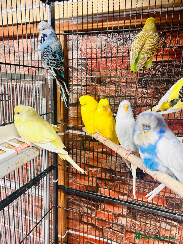Budgies for sale for sale in Luton | Pets4Homes