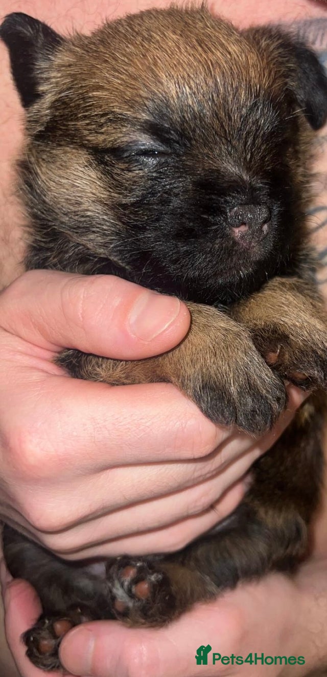 Border Terrier Pup Family Man’s Best Friend for sale in Maidstone ...