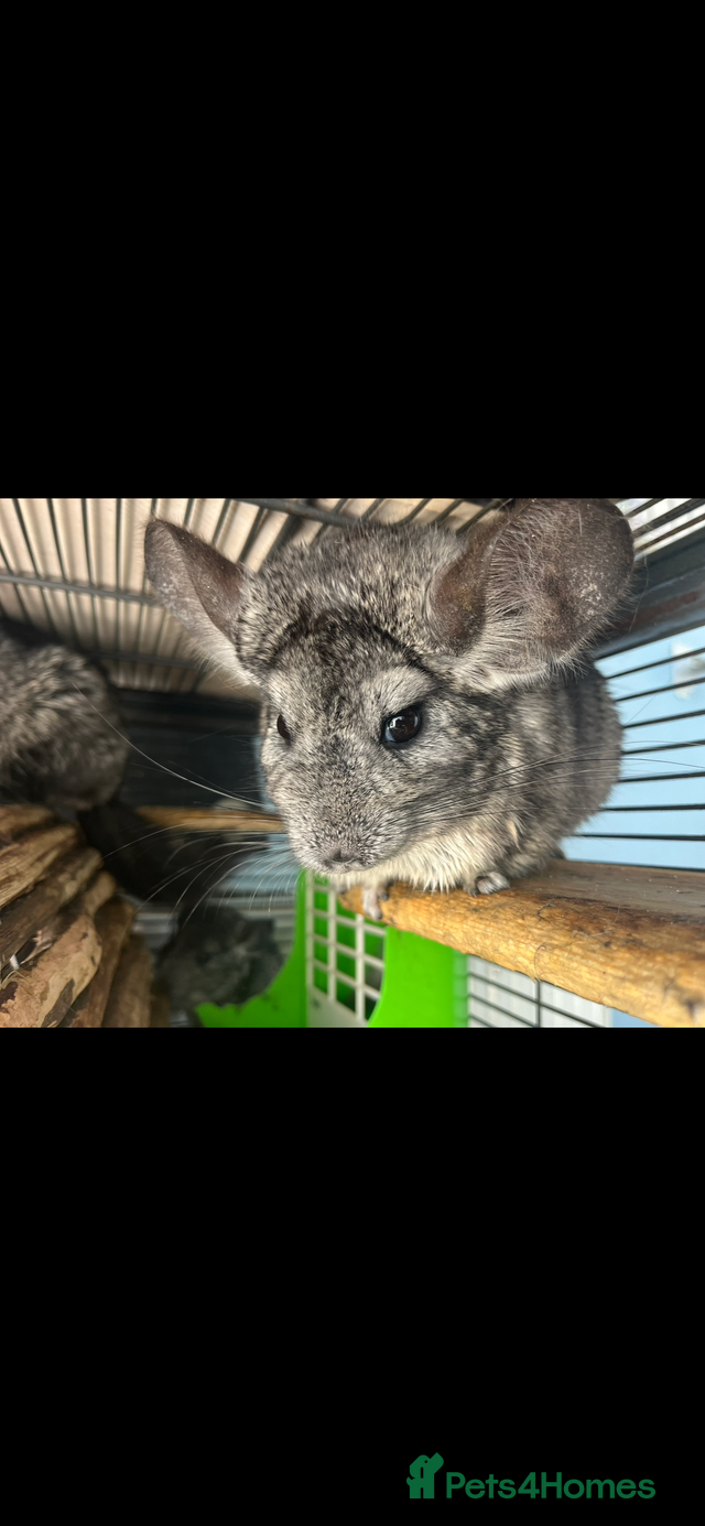 Chinchilla set up and 4 chinchilla for sale in Penzance | Pets4Homes
