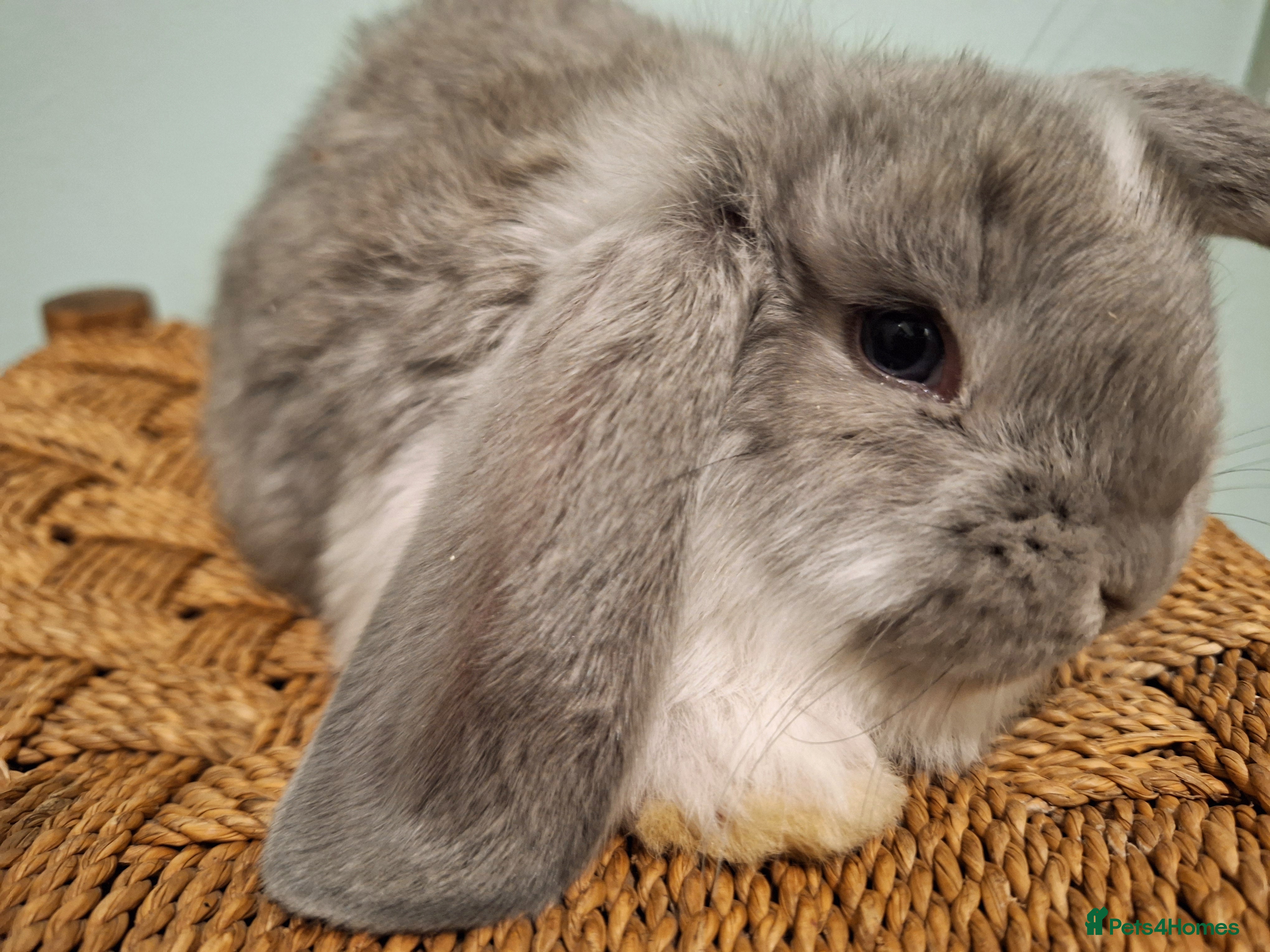 Baby Giant French Lop rabbits for sale in Houghton le Spring | Pets4Homes