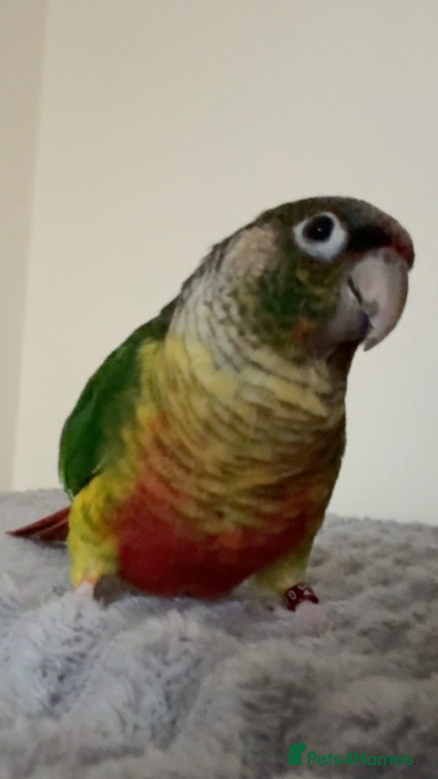 Green cheek conure for sale in Bridgwater | Pets4Homes