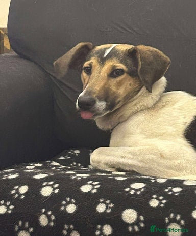 Small Dogs for adoption | Pets4Homes