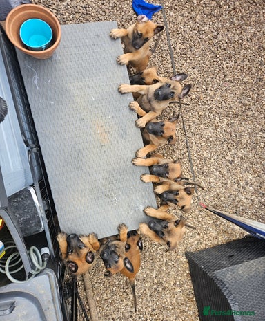 Malinois Puppies for sale | Pets4Homes