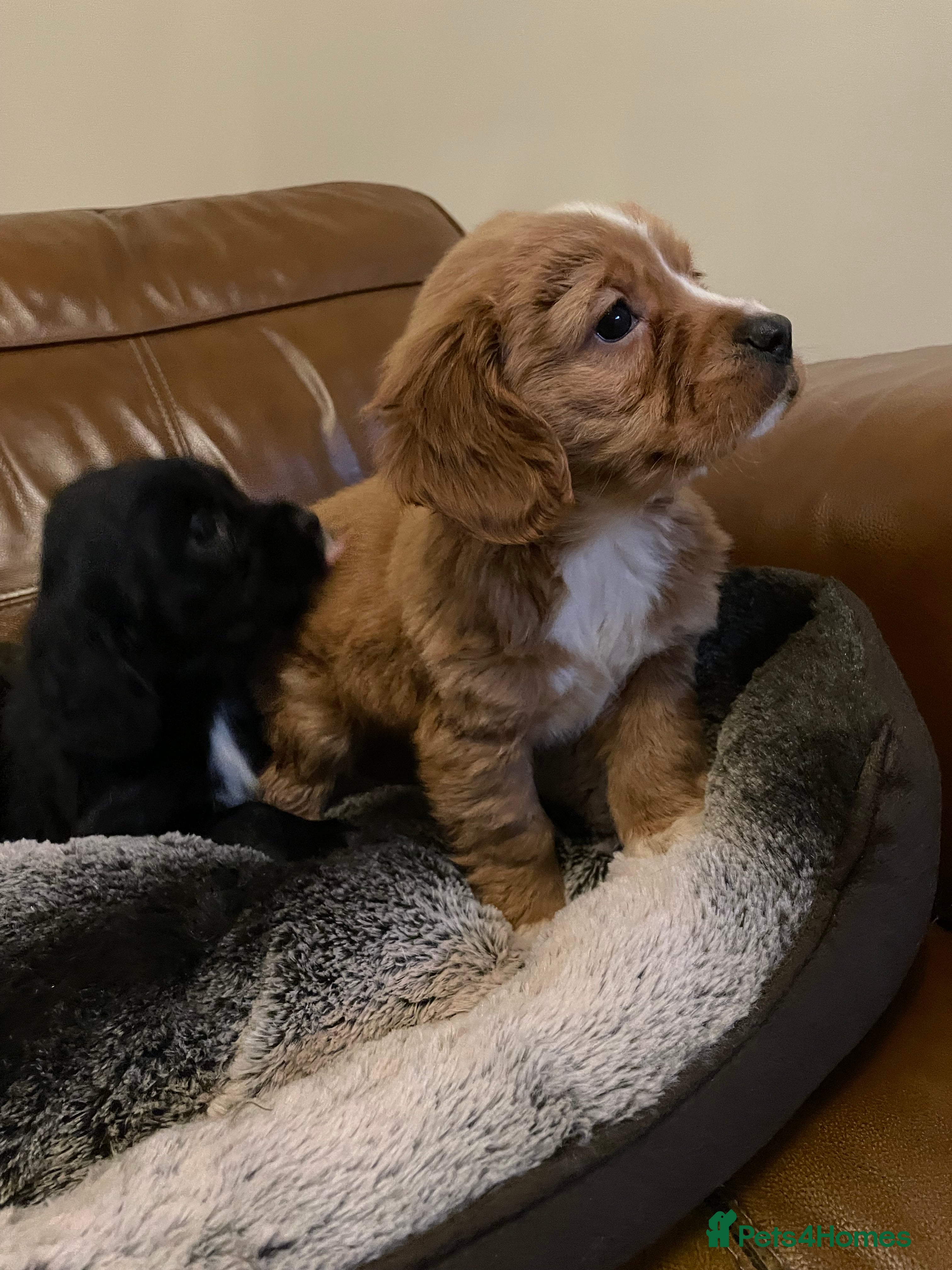 Beautiful Cocker spaniels 8 weeks old for sale in Stockton-on-Tees ...
