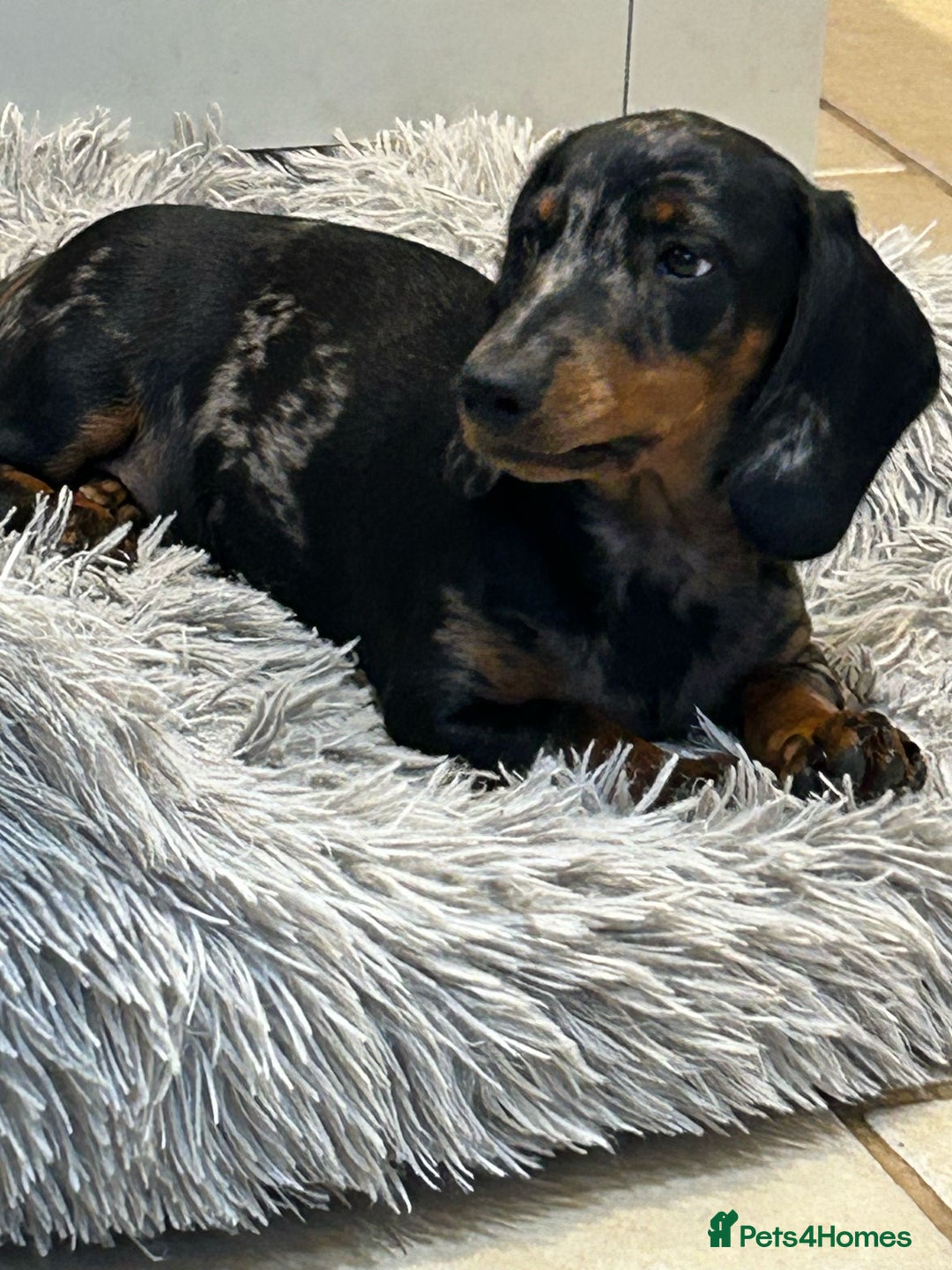 Miniature Dachshund puppies for sale in Whitchurch | Pets4Homes