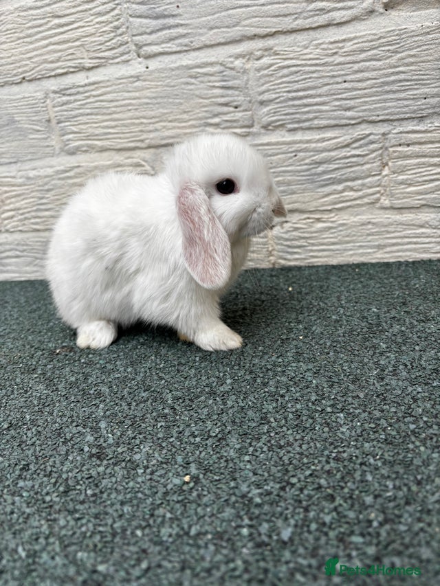 Beautiful baby mini lop rabbits ready to leave for sale in | Pets4Homes