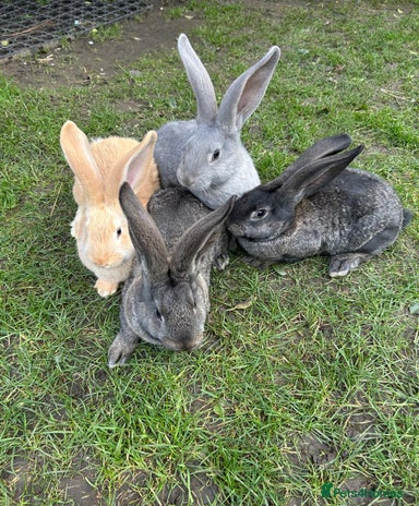 Amazing Continental Giant Rabbit For Sale Images