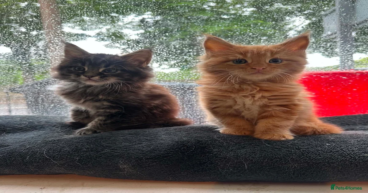 Maine Coon Kittens for sale | Pets4Homes