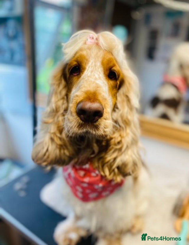 Quality kc show type cocker spaniels for sale in Spalding | Pets4Homes