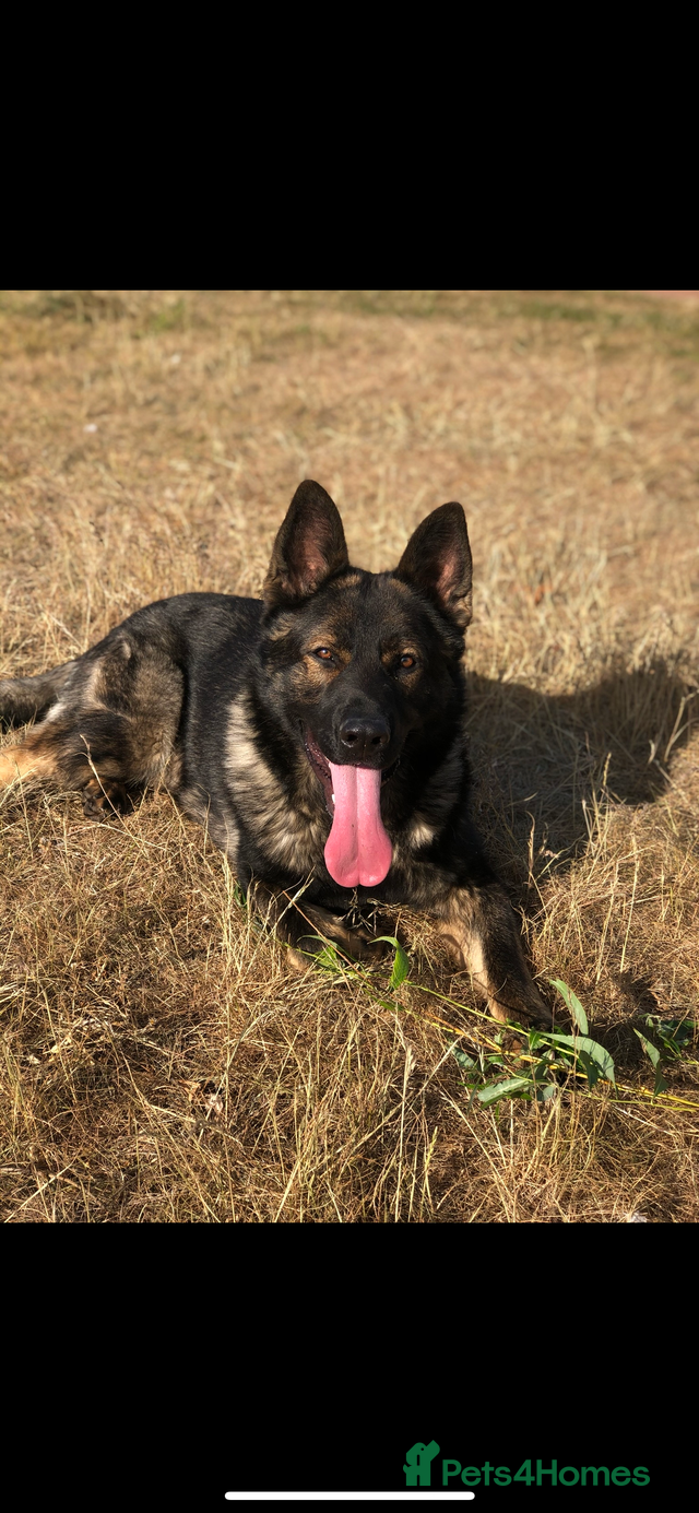 Proven Czech German Shepherd Stud!!! for stud in Birmingham | Pets4Homes