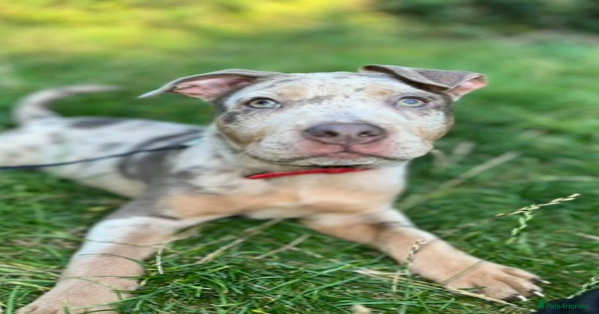 American bully x Shar pei for sale in Frinton-on-Sea | Pets4Homes