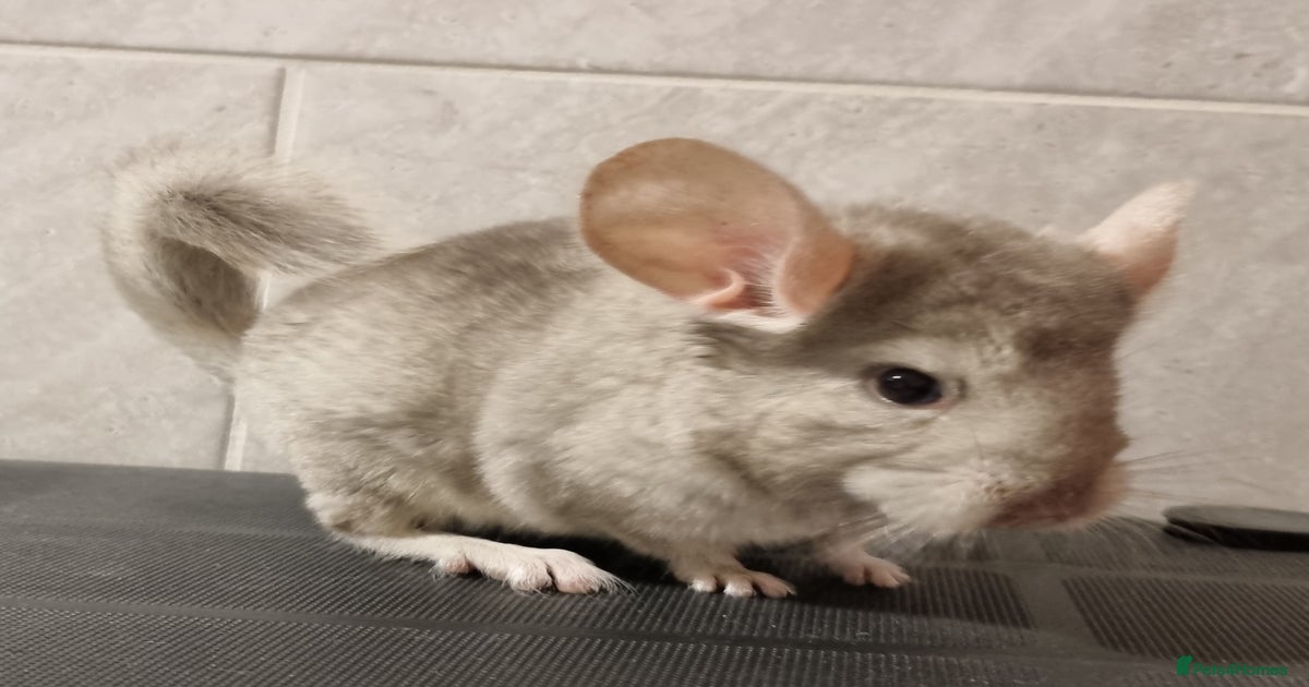 Beige chinchilla Kit for sale in Solihull | Pets4Homes