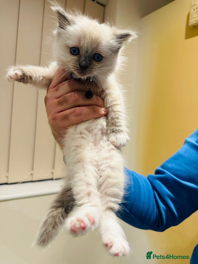 Adorable Pure Ragdoll Kittens for sale in Harrow | Pets4Homes
