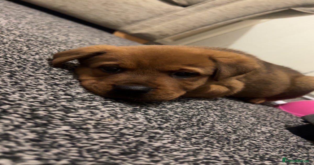 Rottweiler cross shar pei for sale in Bilston | Pets4Homes