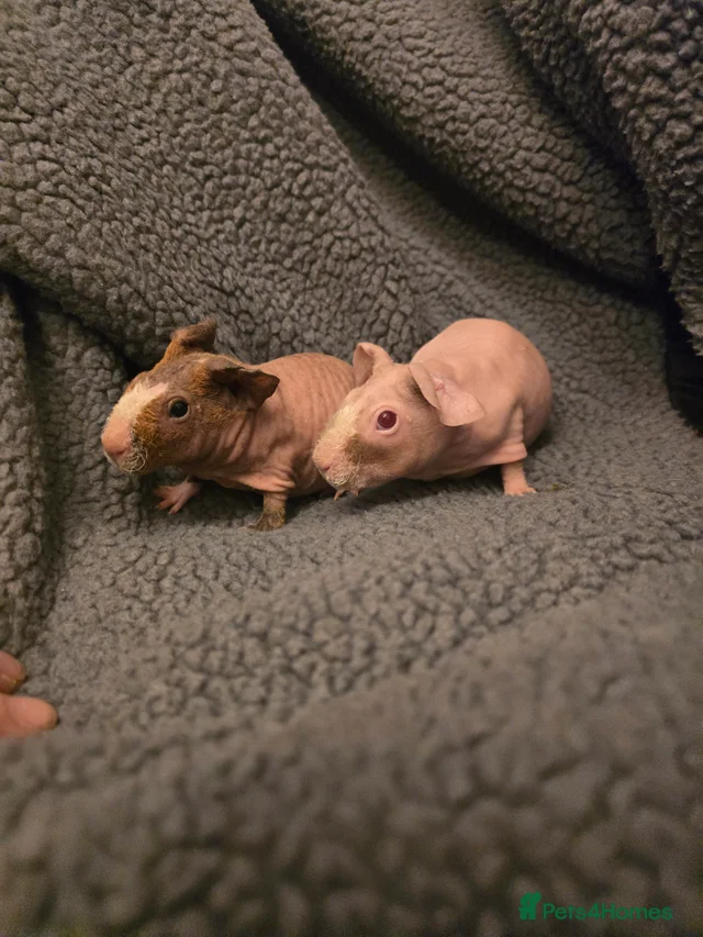 Baby boy skinny Werewolf guinea pigs for sale in Stoke-on-Trent ...