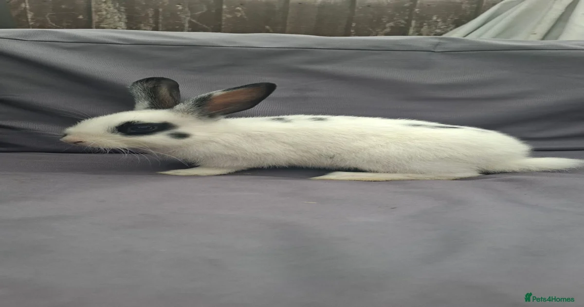 Mixed Breed Rabbits for Sale for sale in Nottingham | Pets4Homes