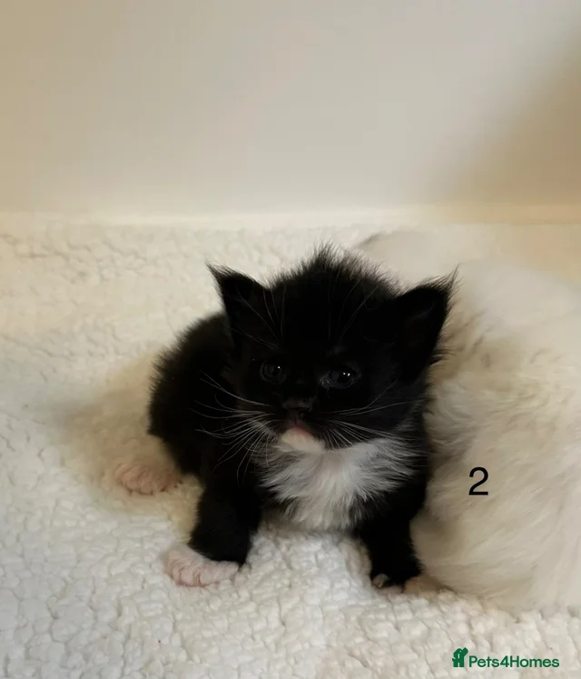 Polydactyl Maine coon kittens for sale in Glasgow | Pets4Homes
