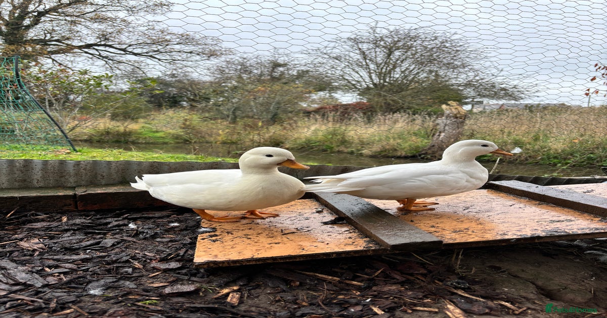 Pair of White call ducks for sale in Leominster | Pets4Homes