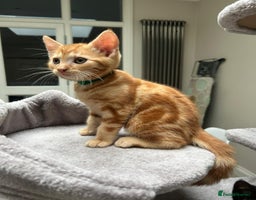 Ginger Kittens for sale | Pets4Homes