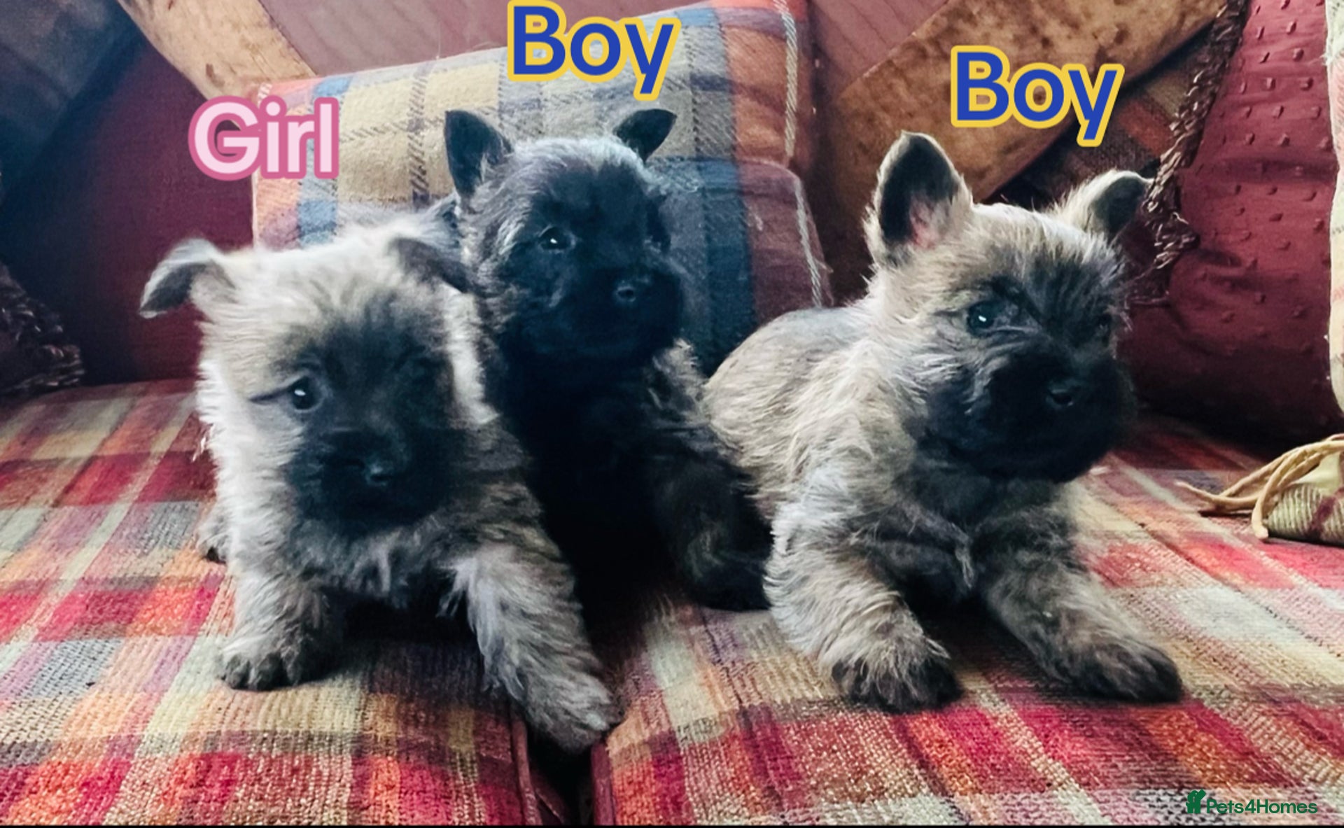 Cairn terriers Puppies for sale | Pets4Homes