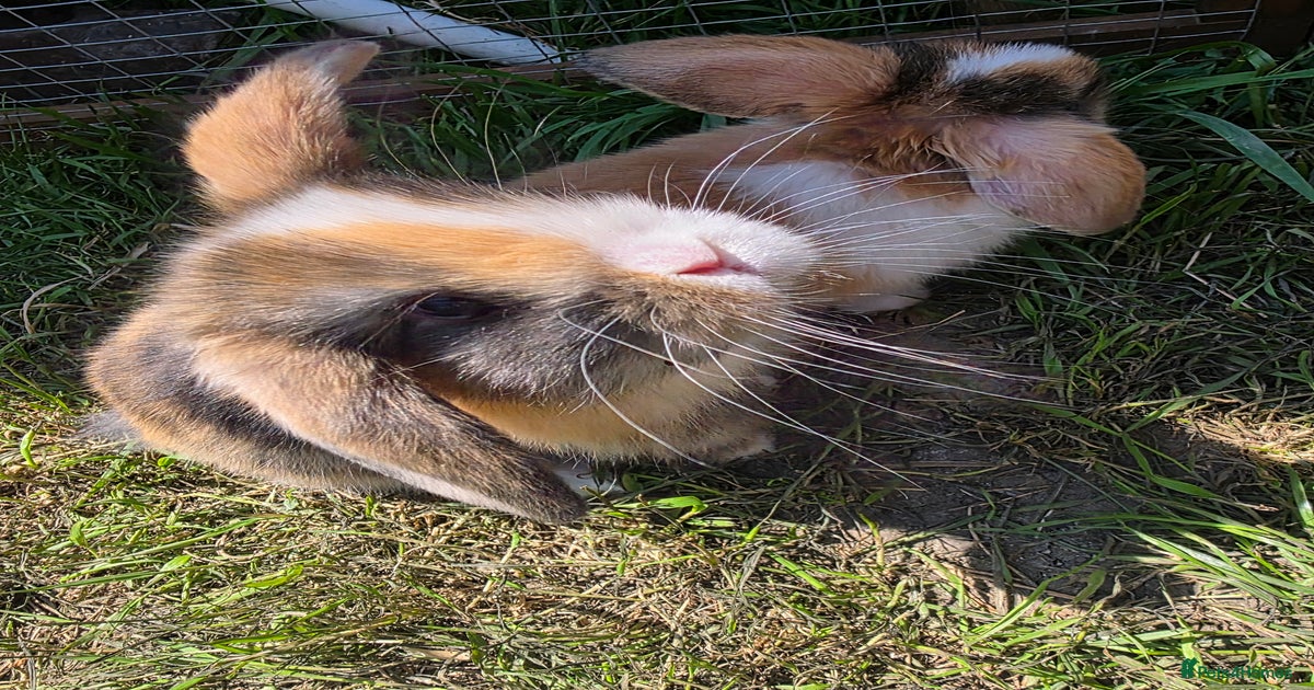 Harlequin Mini Lop SOLD for sale in Gosport | Pets4Homes