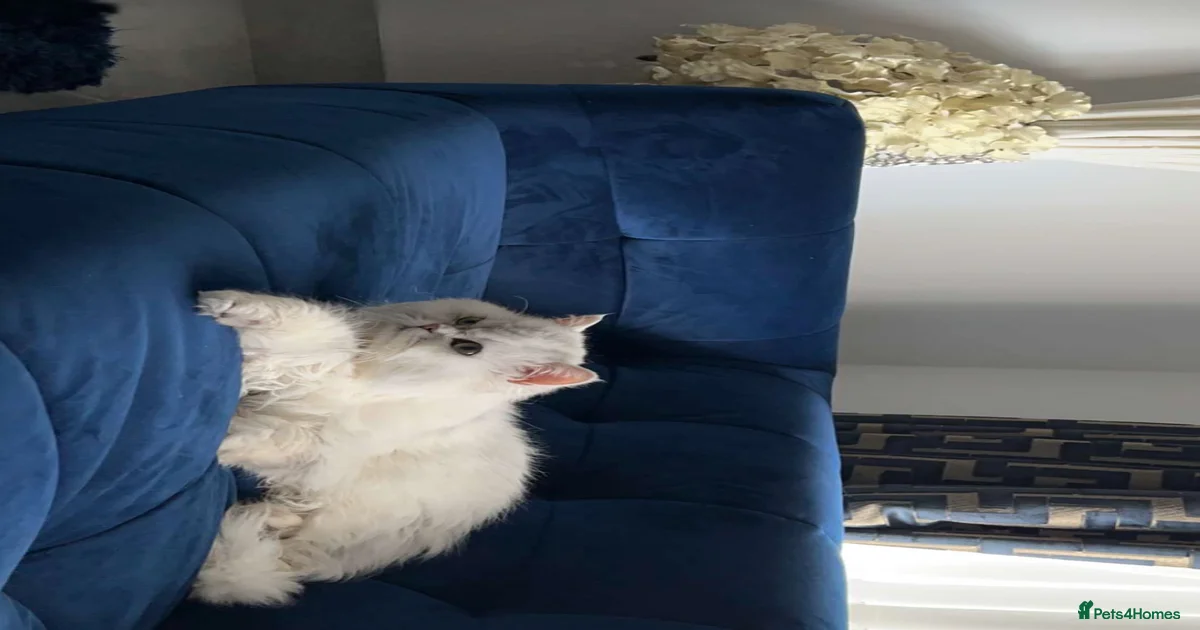 Handsome grey tipped cat FOR STUD ONLY for stud in Birmingham | Pets4Homes