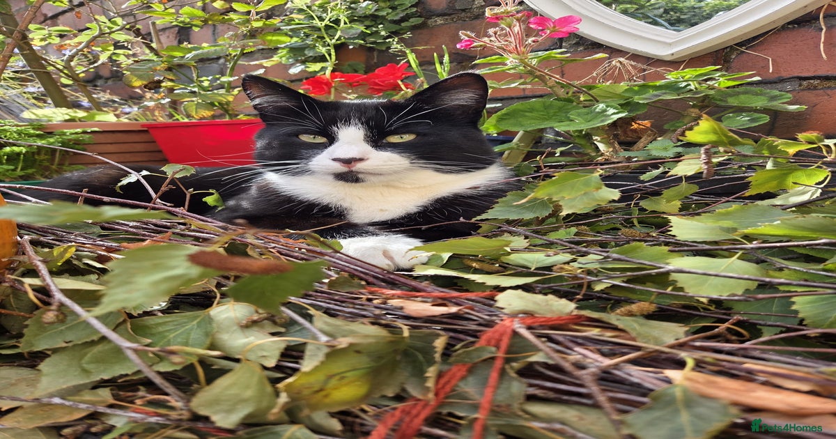 Black and white cat for sale in Wirral | Pets4Homes