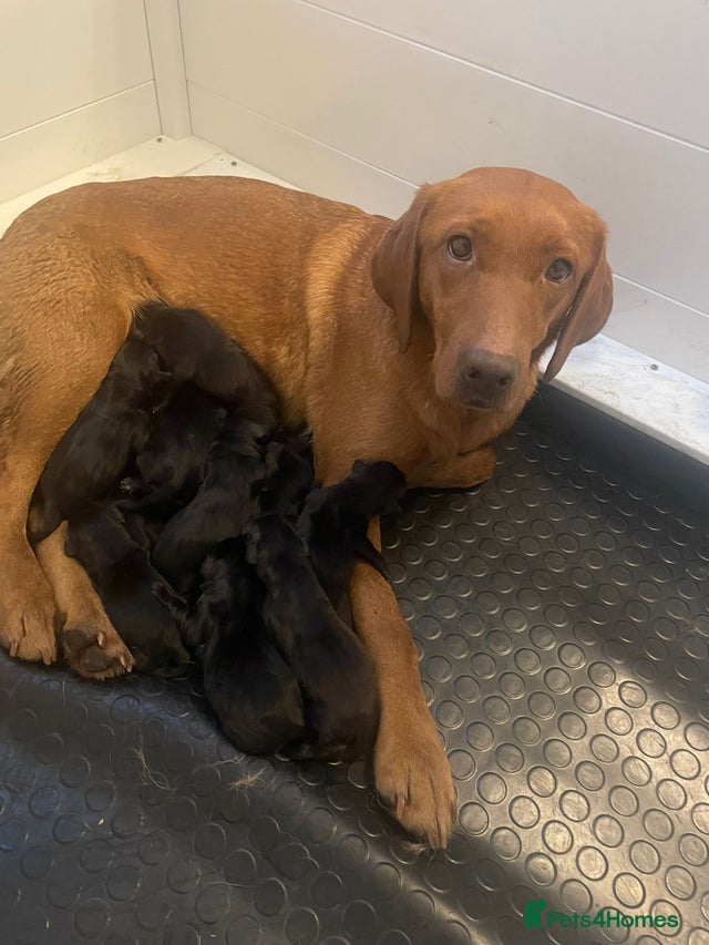 🐾 KC Registered Black Labrador Puppies 🐾 for sale in Tranent | Pets4Homes