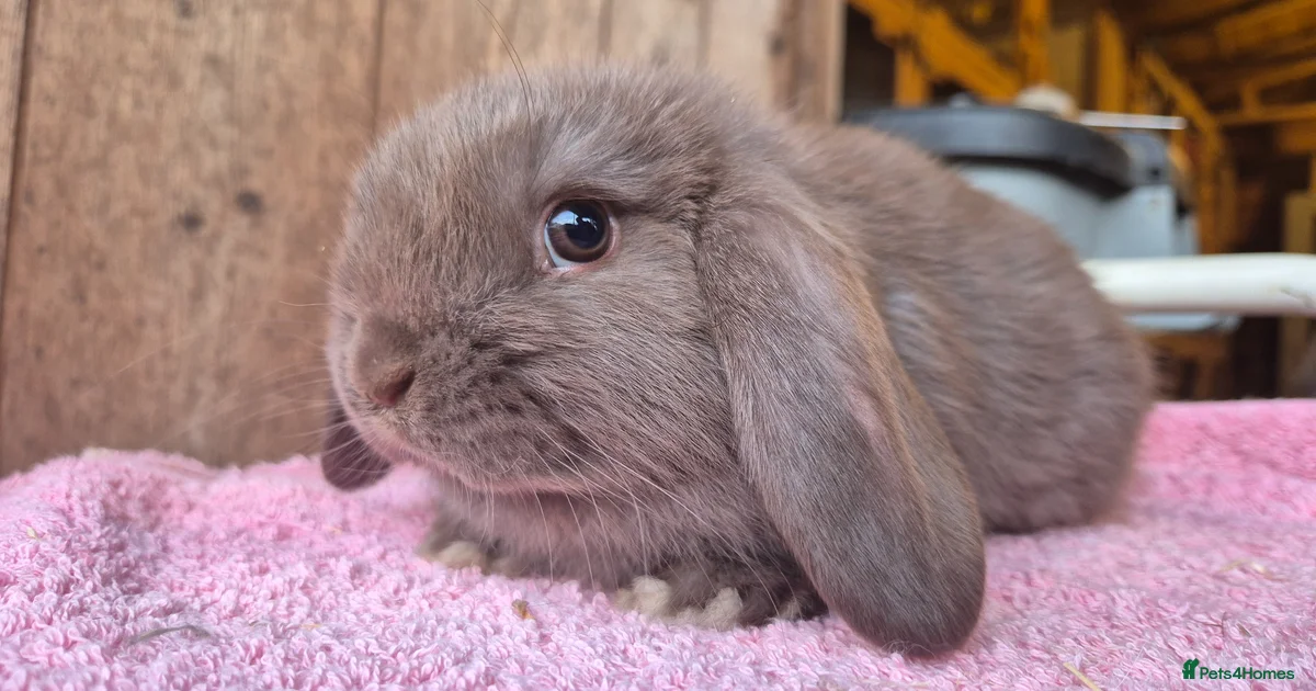 Mini lop baby rabbits. Ready now. for sale in Durham | Pets4Homes