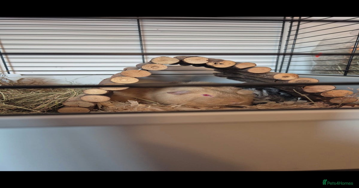 2 x male, friendly, bonded guinea pigs for sale in Leeds | Pets4Homes