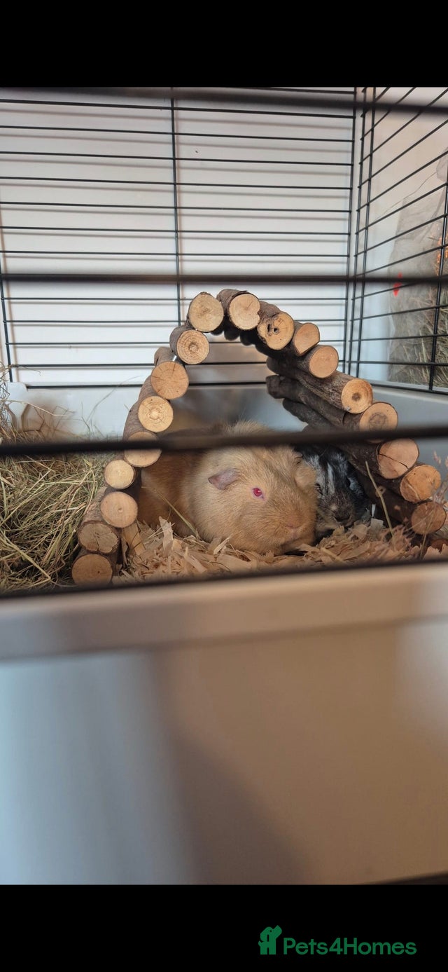 2 x male, friendly, bonded guinea pigs for sale in Leeds | Pets4Homes