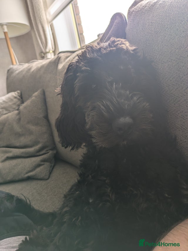 6 months old male cockerpoo for sale in Renfrew | Pets4Homes