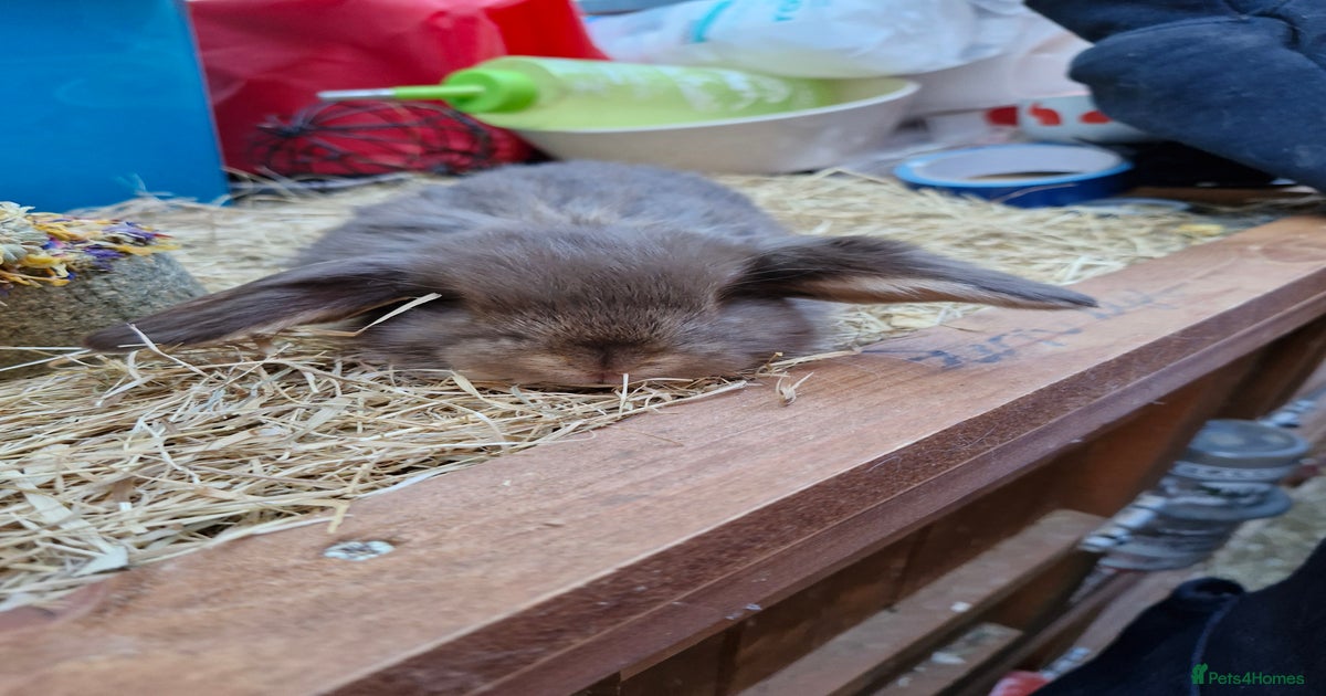 Chocolate Mini lops for sale in Kidderminster | Pets4Homes