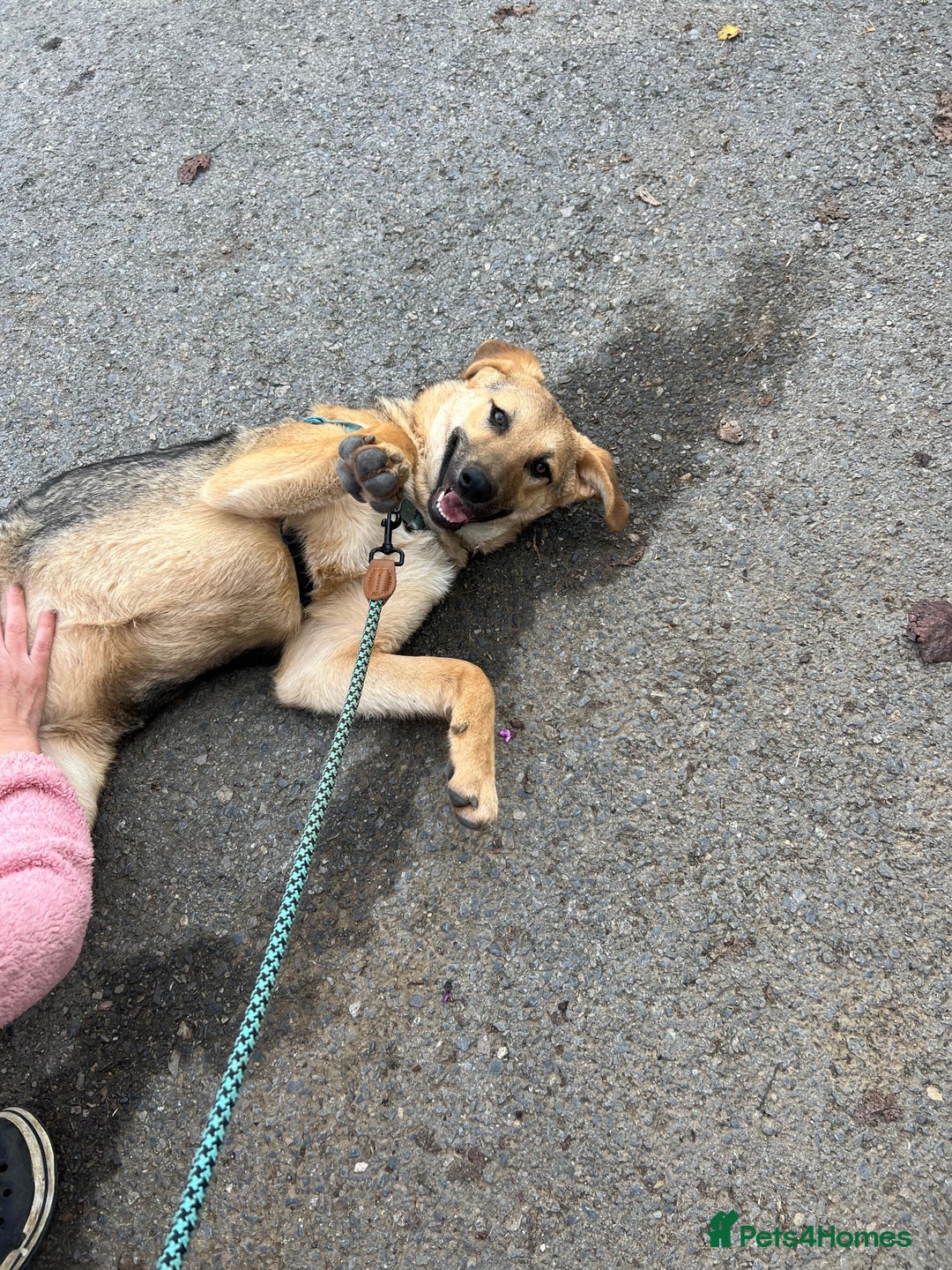 6.5-Month-Old Anatolian Shepherd Mix Ready For You for adoption in ...