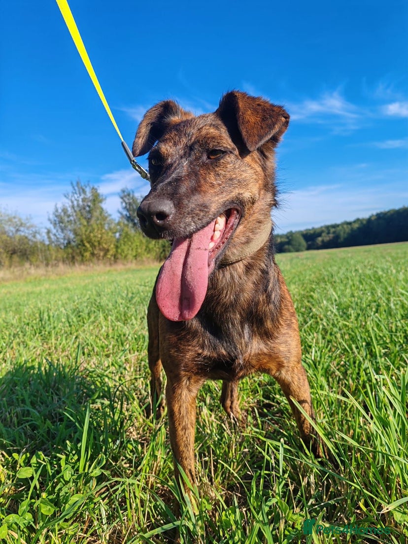 TORI – German Shepherd (Female) for adoption in West Malling | Pets4Homes