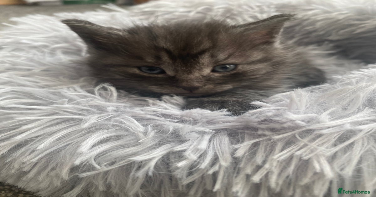 Cute fluffy smoke grey kitten for sale in London | Pets4Homes
