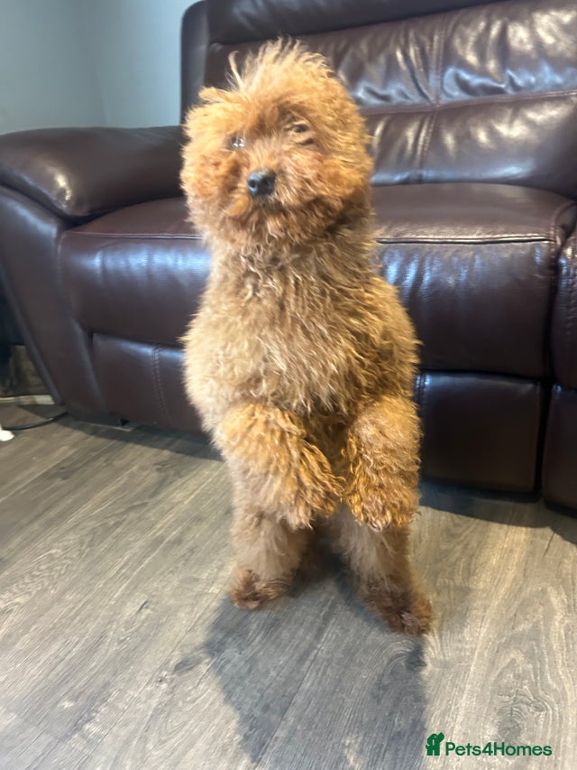 2 gorgeous red F1B Cavapoo pups for sale for sale in Bury Saint Edmunds ...