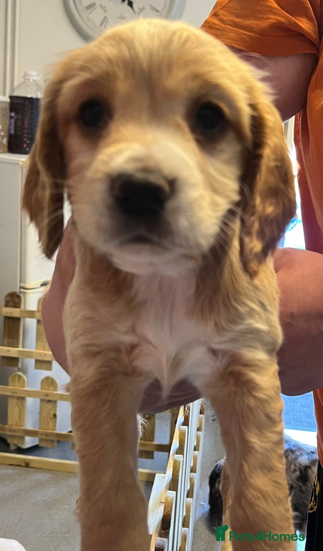 5 Female pure breed cocker spaniel puppies for sale in Woking | Pets4Homes