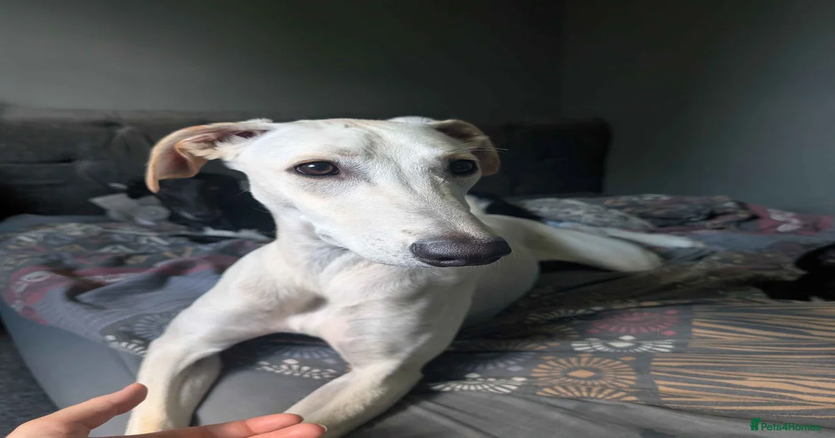 Dog and male Greyhound Puppies for sale | Pets4Homes