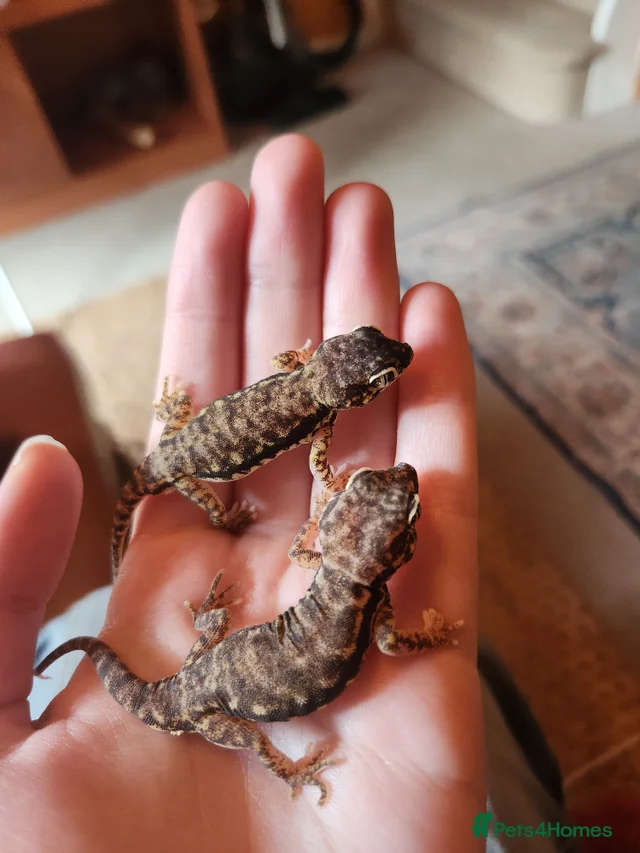 Dune Gecko pair for sale in Axminster | Pets4Homes